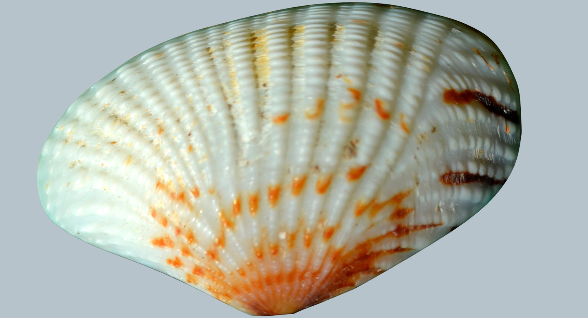 Clam Shell 3D Model - TurboSquid 1401445