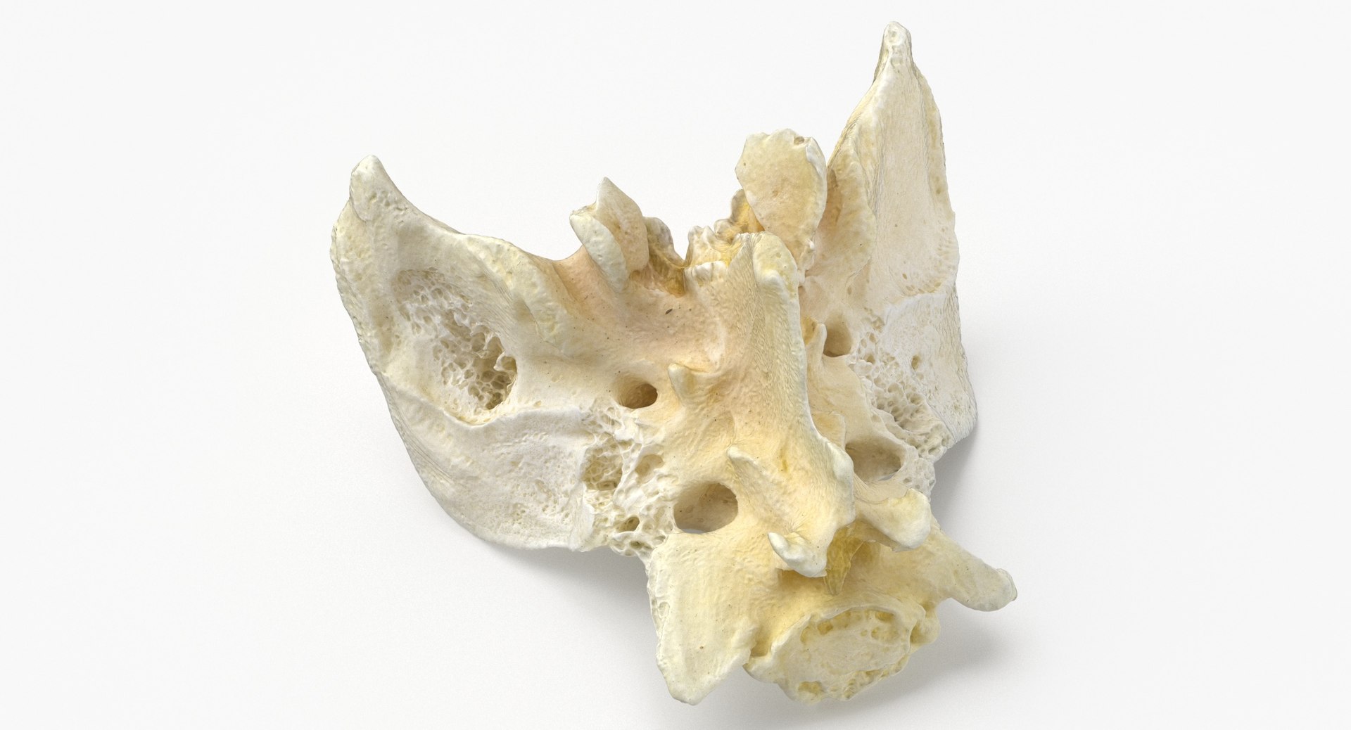 3D Pavian Monkey Male Sacrum model - TurboSquid 2118840