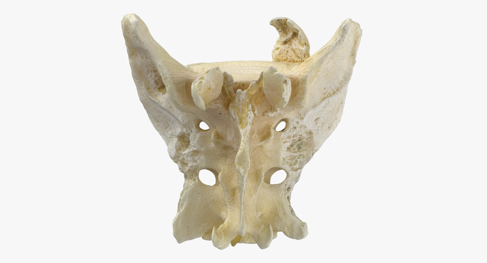 3D Pavian Monkey Male Sacrum Model - TurboSquid 2118840