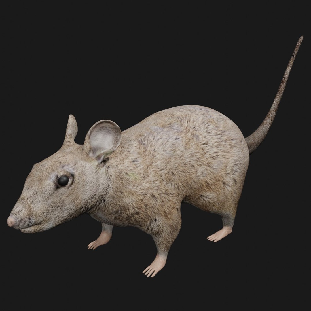 Rat Rigged 3D - TurboSquid 1659778