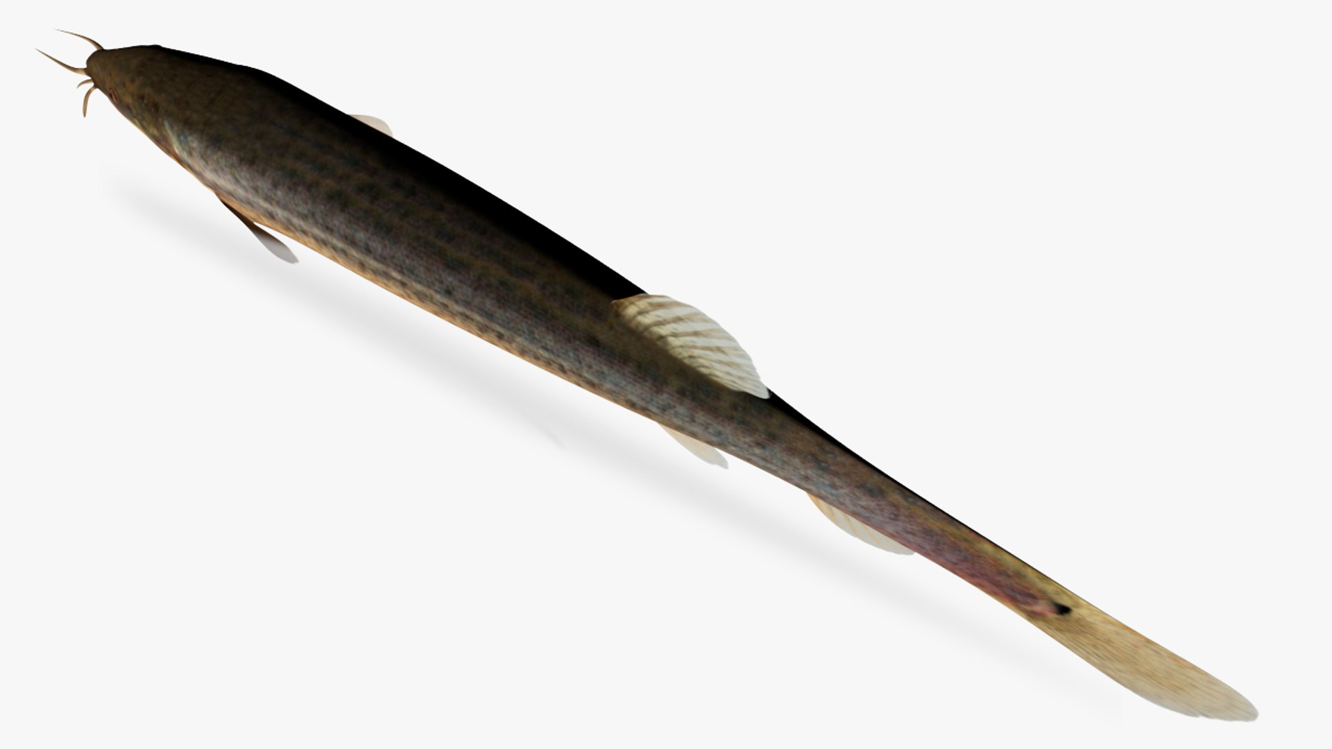 Misgurnus anguillicaudatus oriental weatherfish 3D model - TurboSquid ...