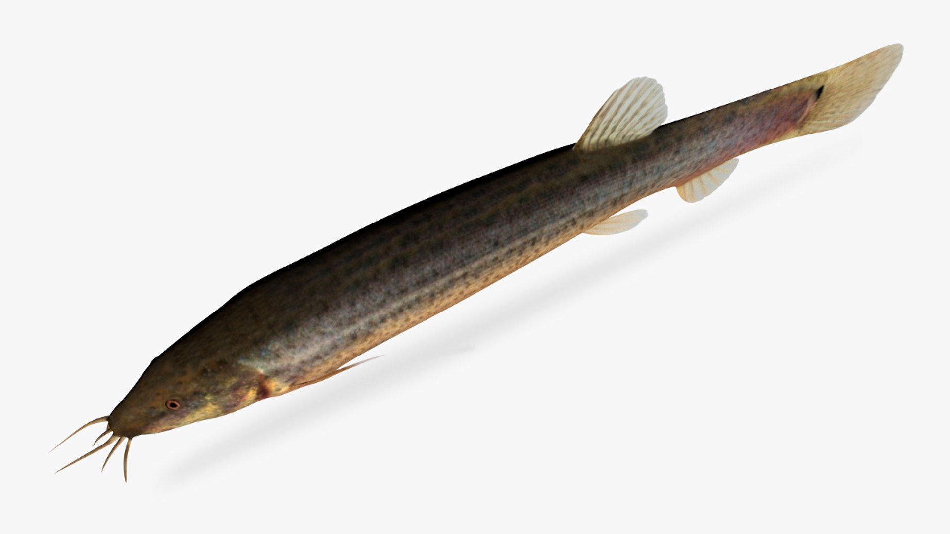 Misgurnus Anguillicaudatus Oriental Weatherfish 3D Model - TurboSquid ...