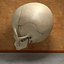 Obj Human Deformed Head Skull