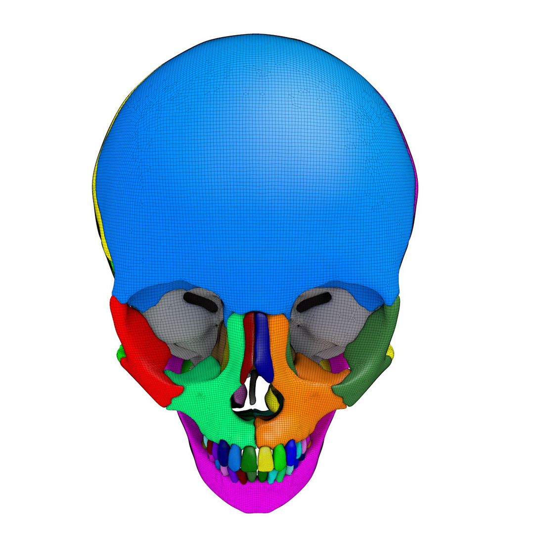 Obj Human Deformed Head Skull
