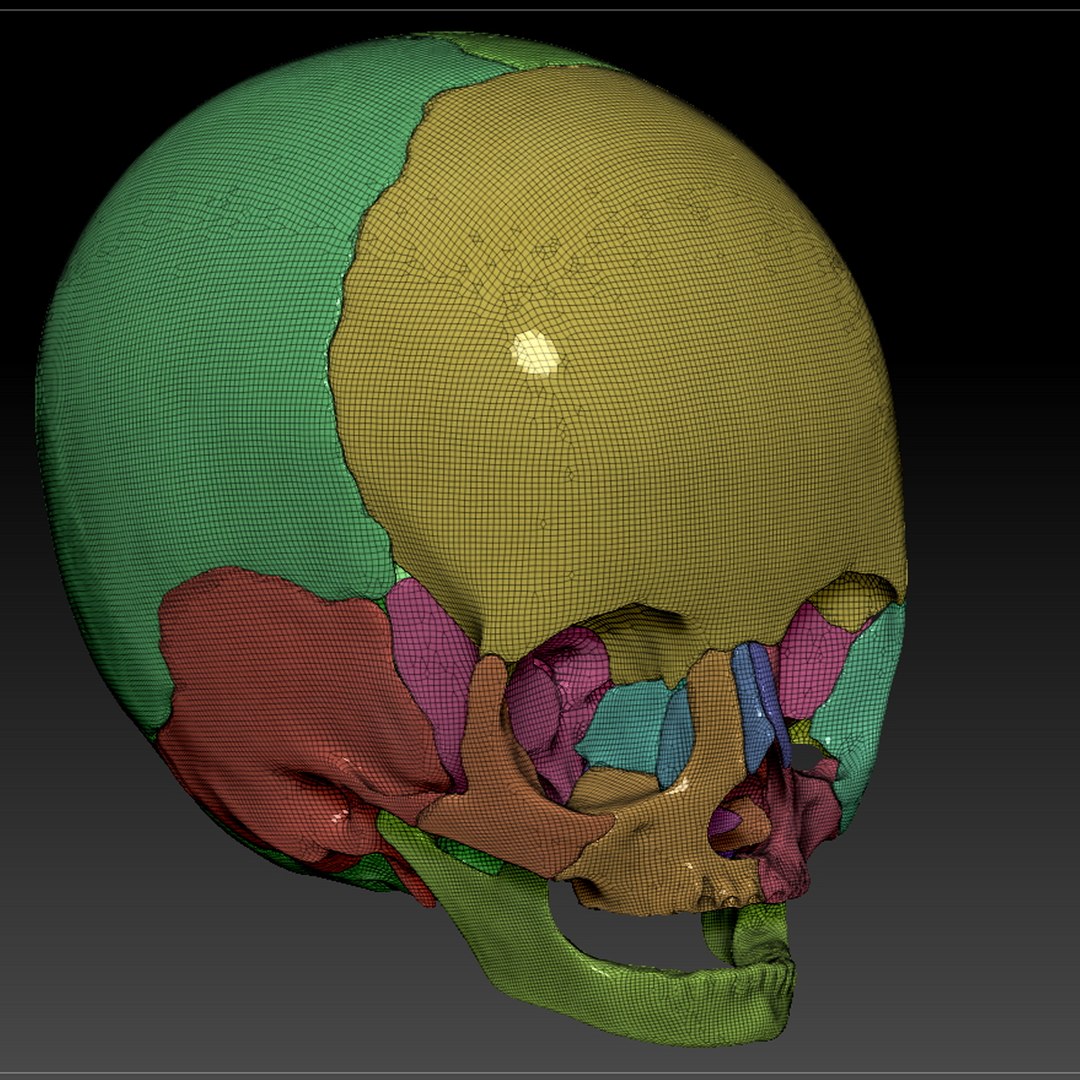 Obj Human Deformed Head Skull