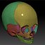 Obj Human Deformed Head Skull