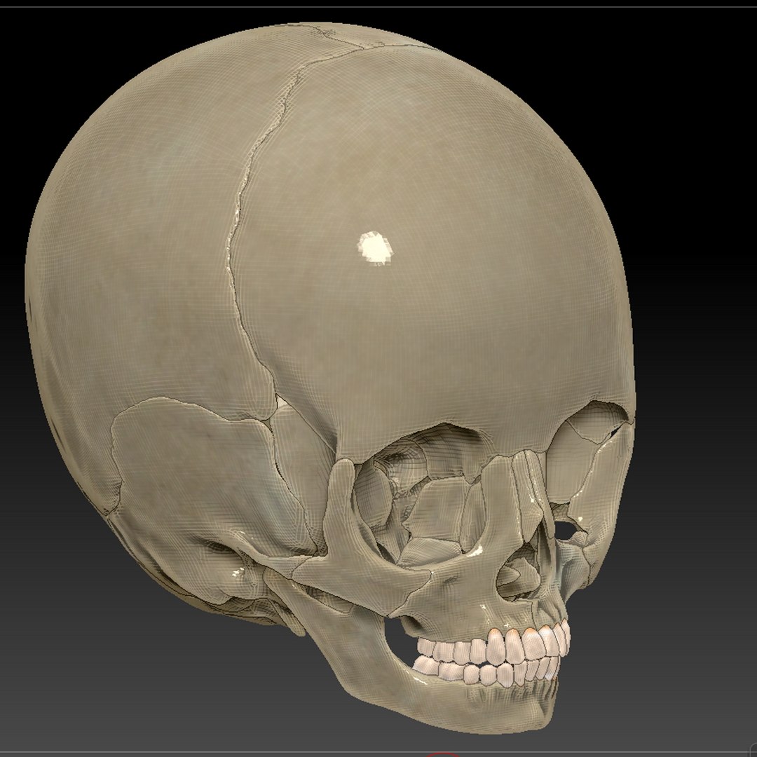 Obj Human Deformed Head Skull