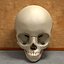 Obj Human Deformed Head Skull