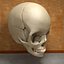Obj Human Deformed Head Skull