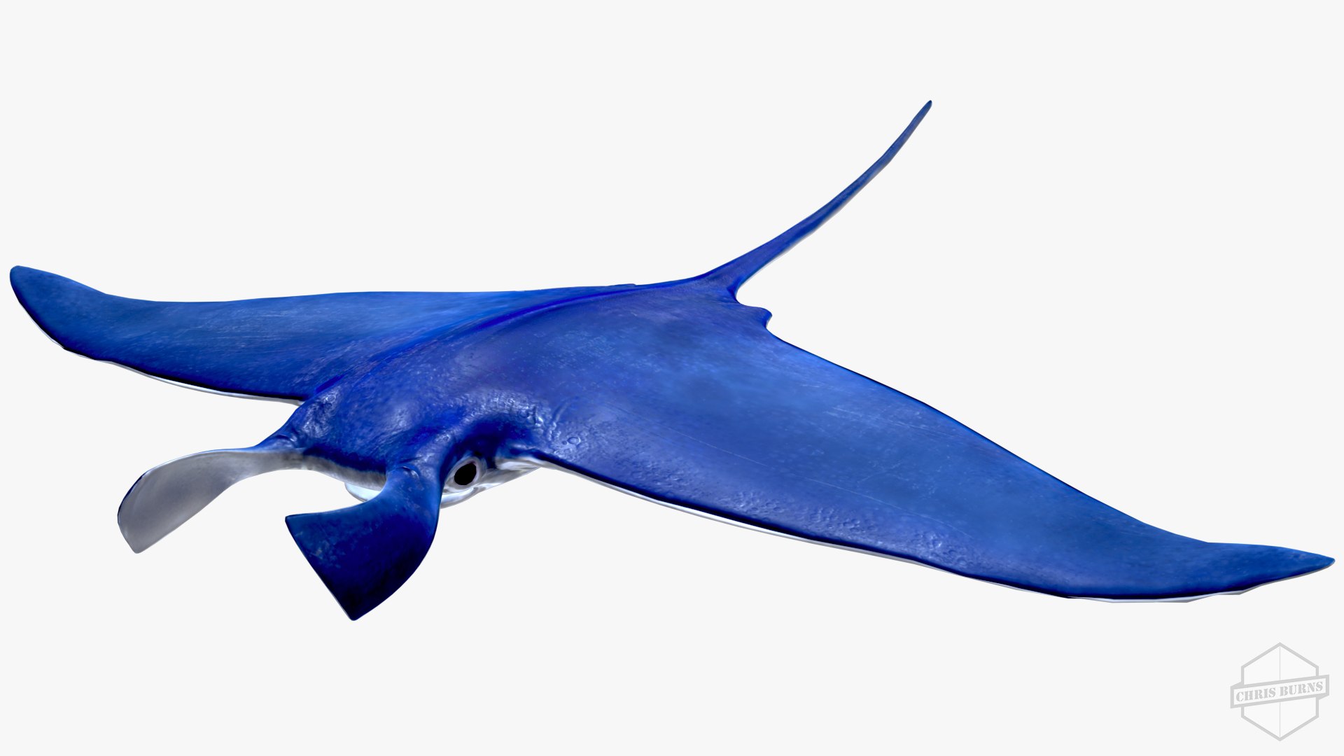 3D Manta ray model - TurboSquid 2013727