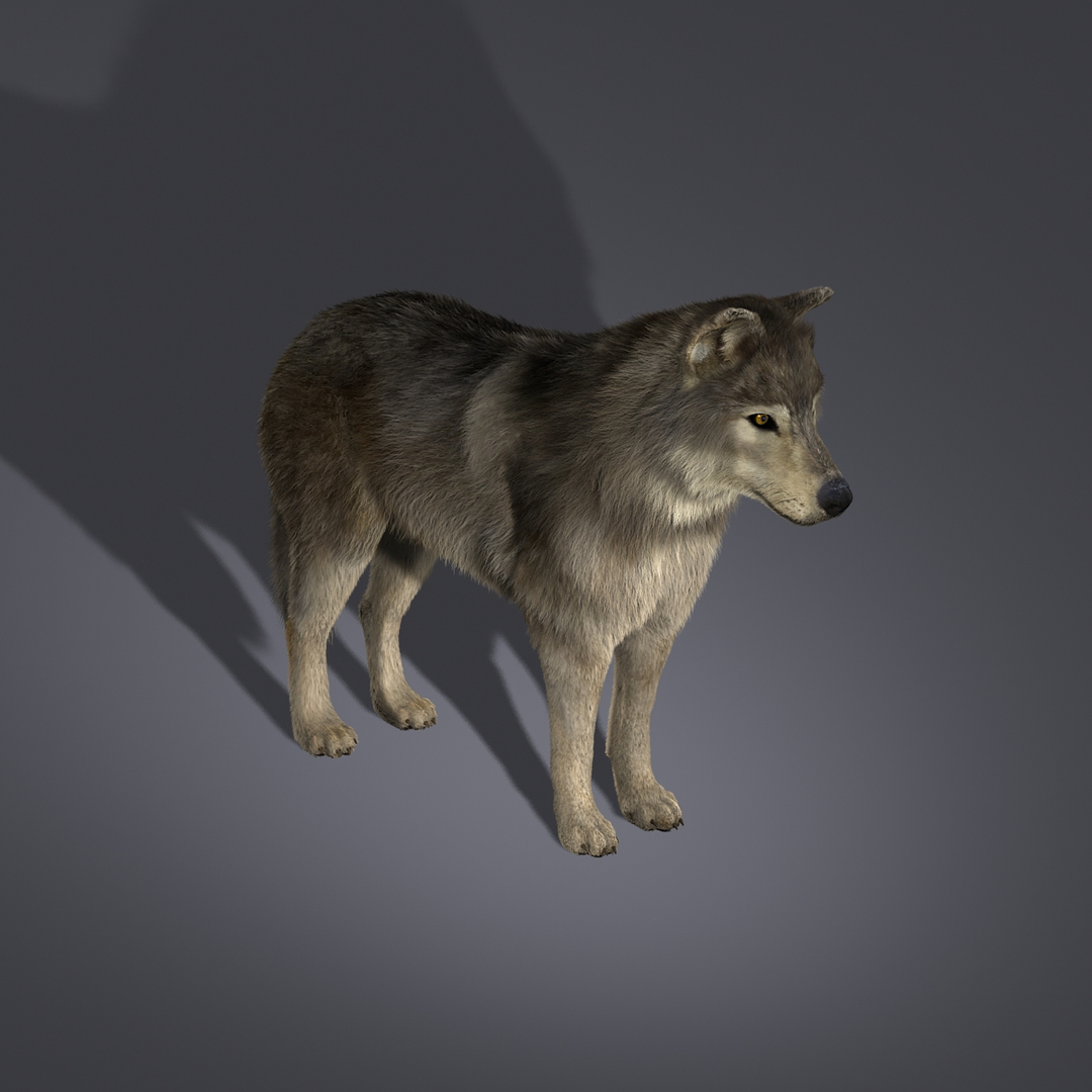 3d Wolves V2 Wolf Model