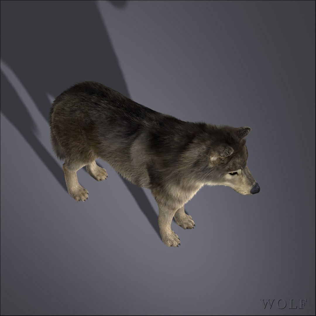 3d Wolves V2 Wolf Model