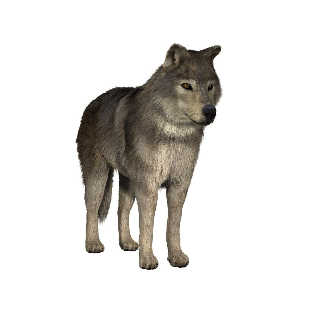 3d Wolves V2 Wolf Model