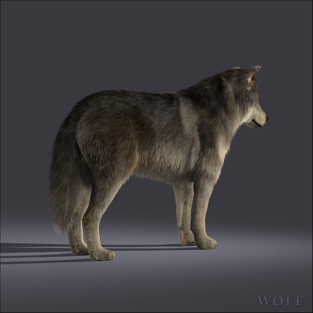 3d Wolves V2 Wolf Model