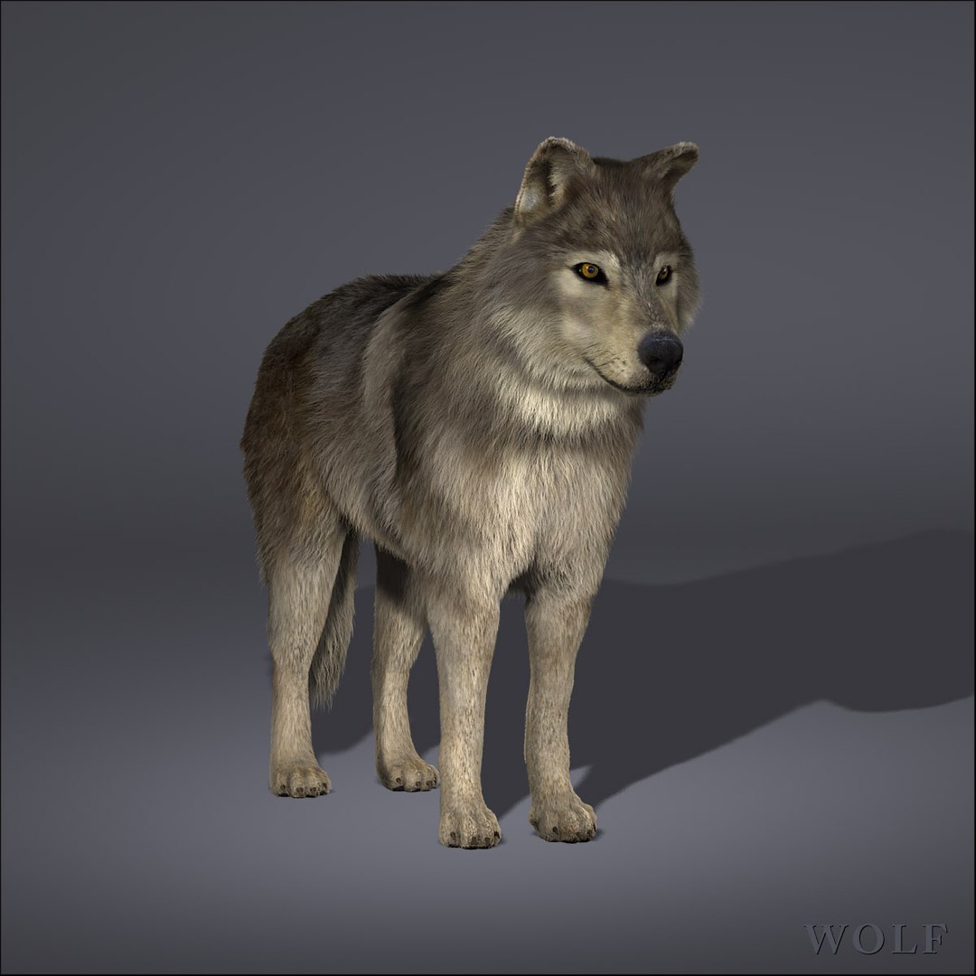 3d Wolves V2 Wolf Model