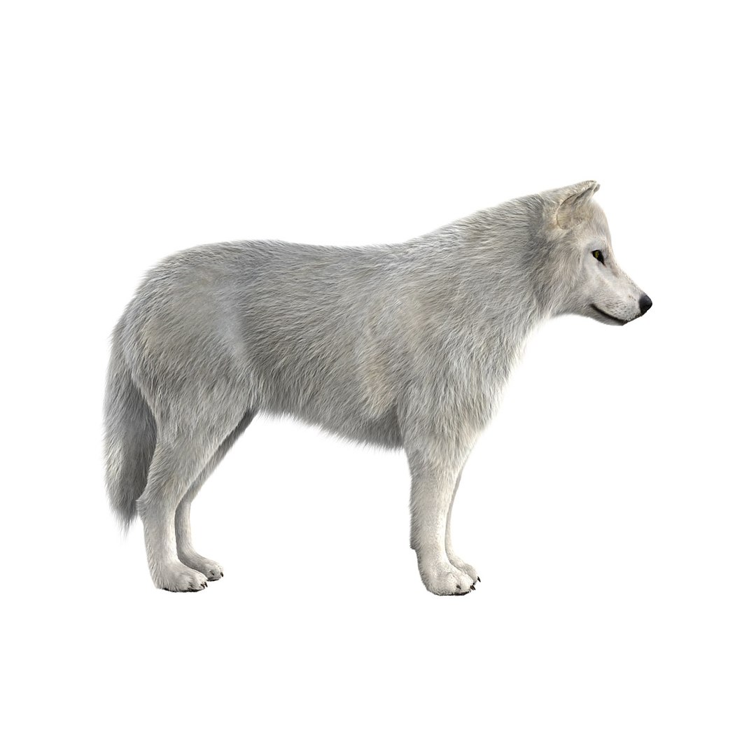 3d Wolves V2 Wolf Model
