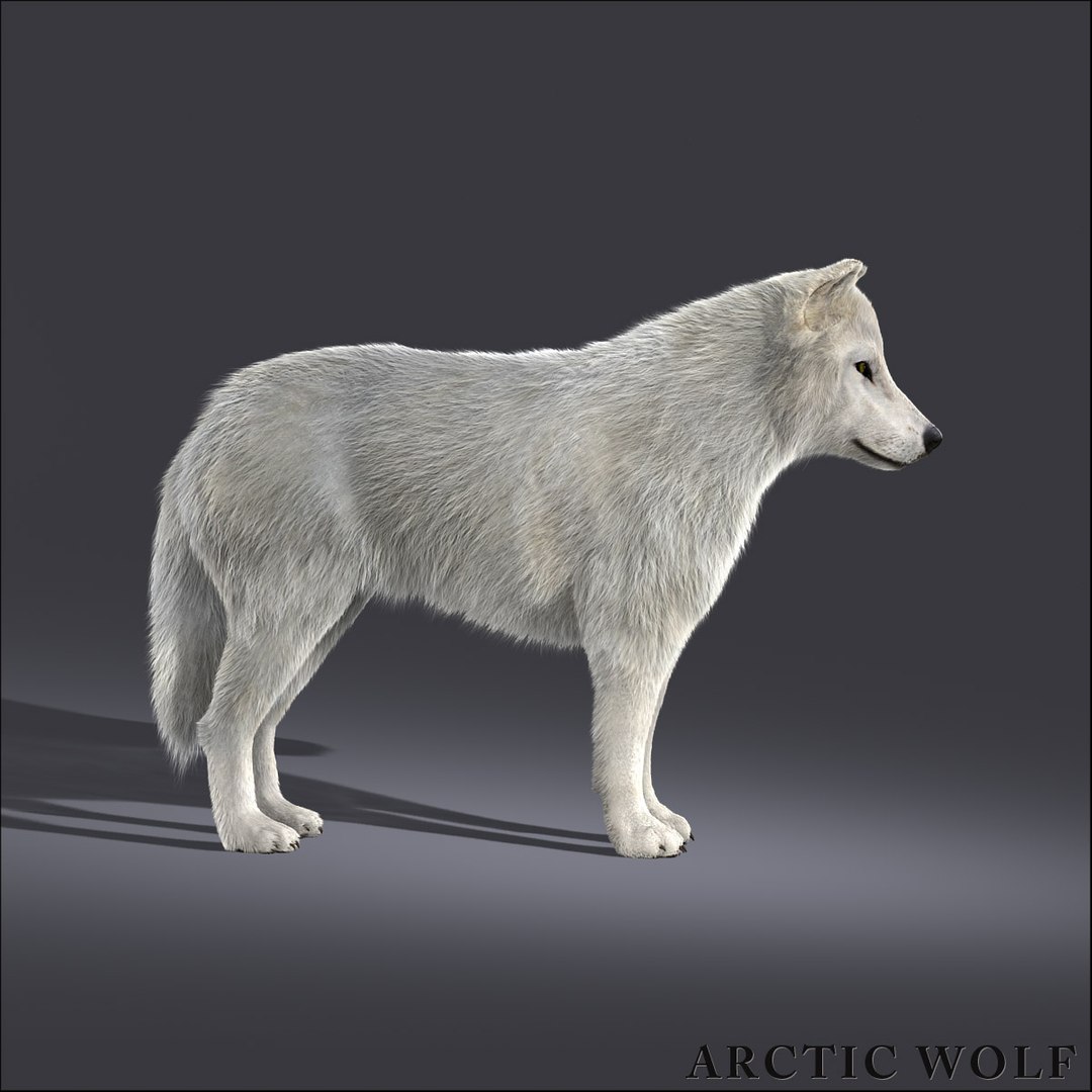 3d Wolves V2 Wolf Model