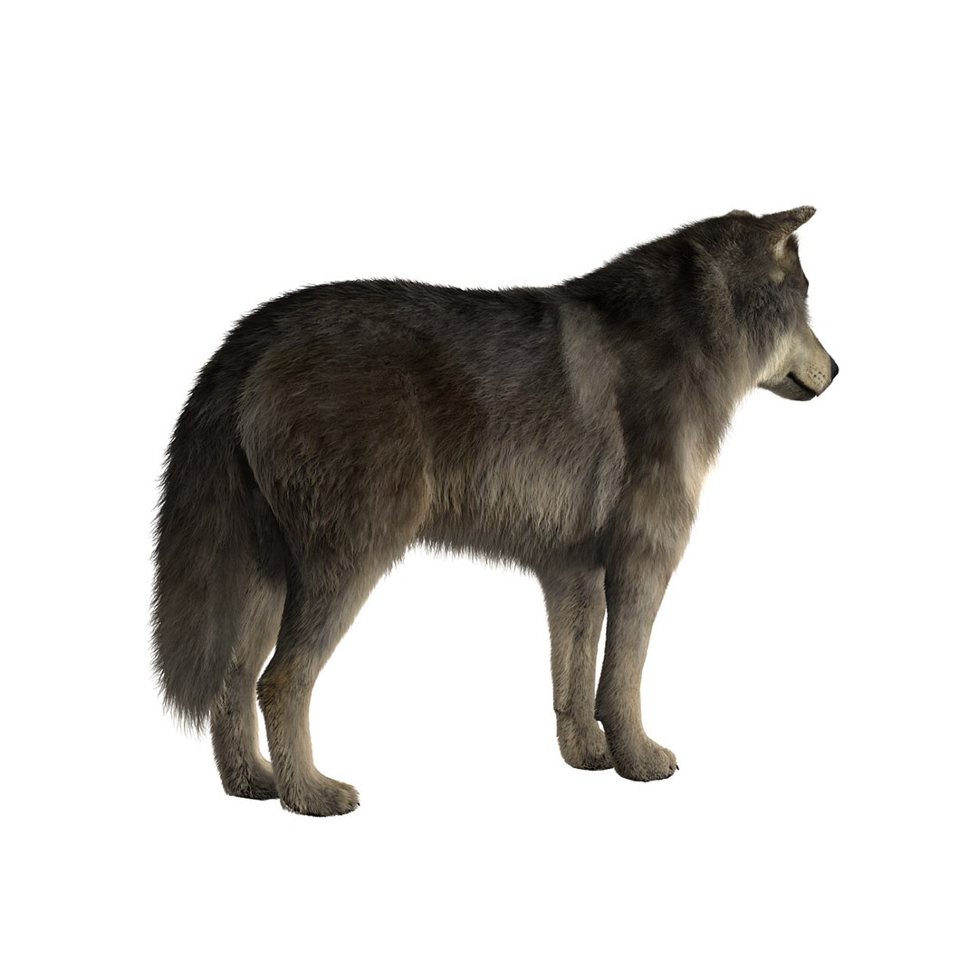 3d Wolves V2 Wolf Model