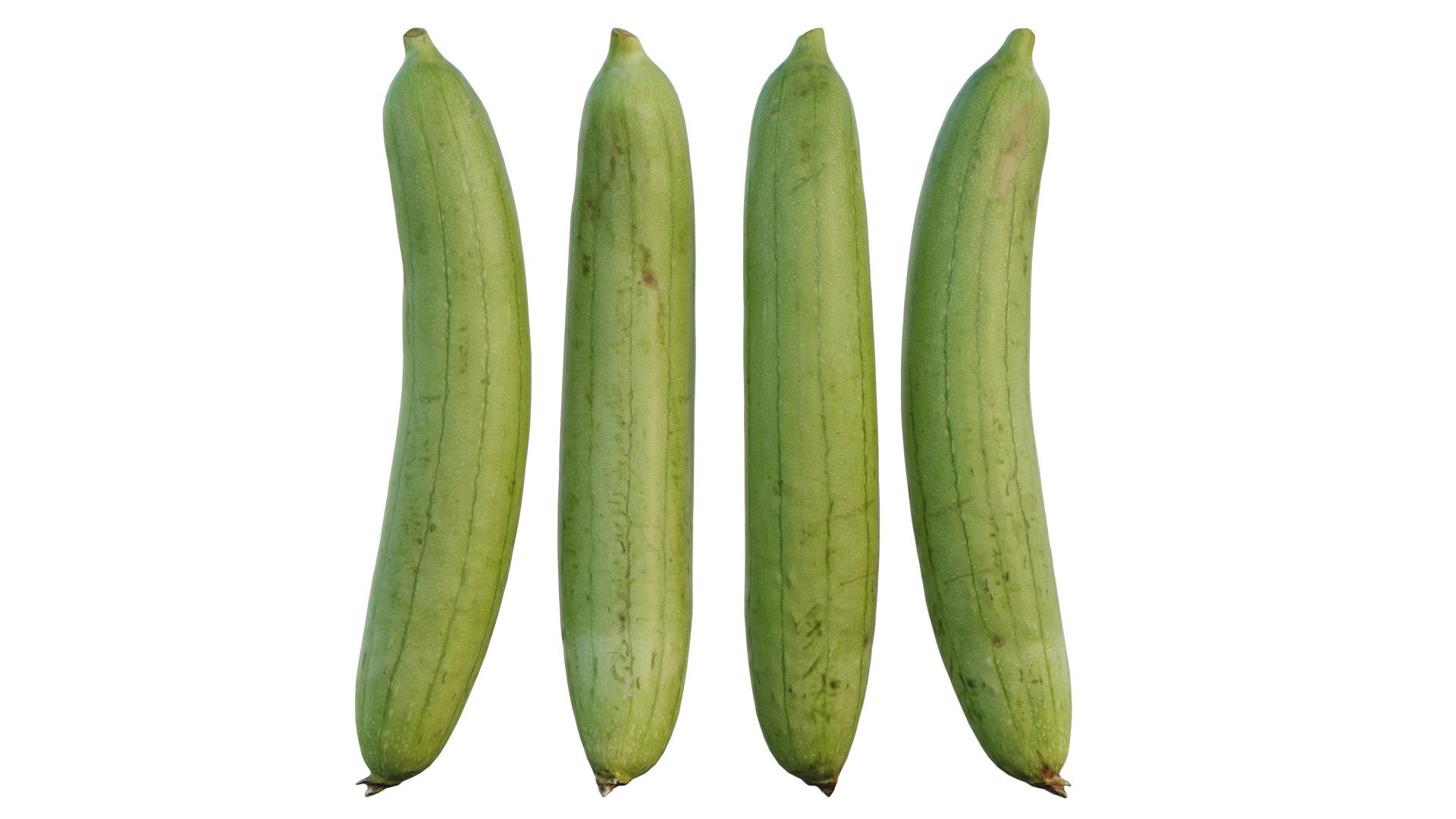 3D Sponge Gourd 02 - TurboSquid 1918164