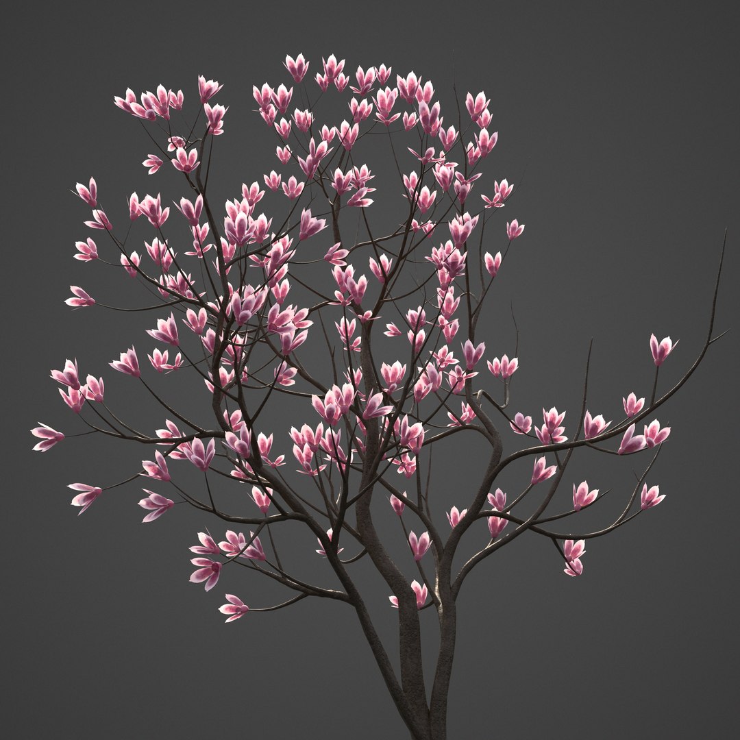 Magnolia Tree Nature Model - TurboSquid 1676977