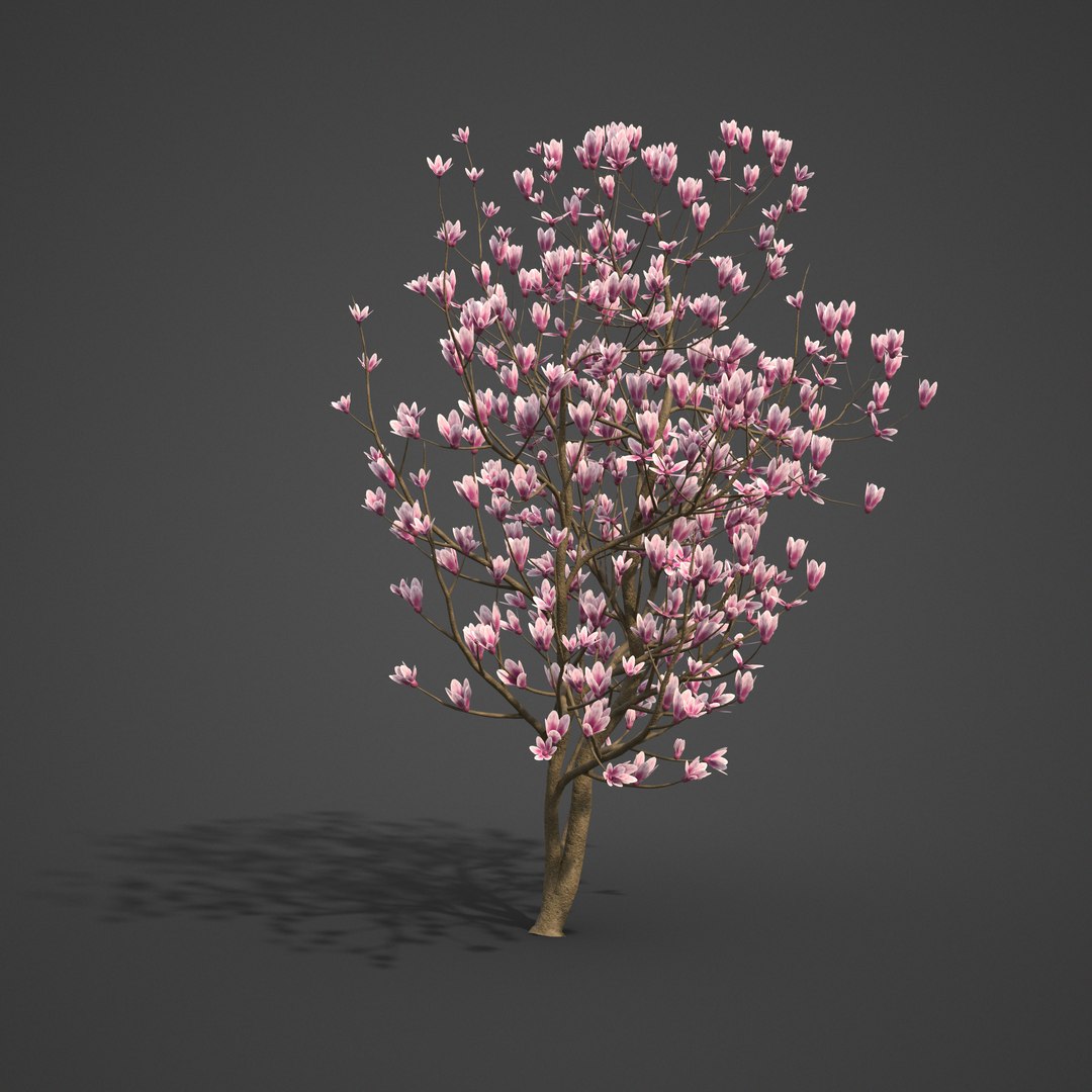 Magnolia Tree Nature Model - TurboSquid 1676977