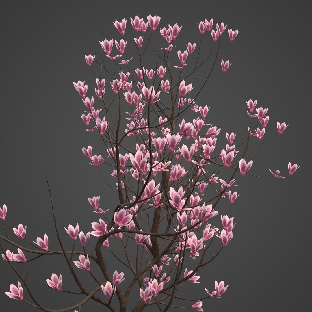 Magnolia Tree Nature Model - TurboSquid 1676977