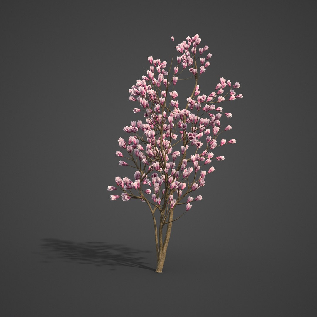 Magnolia Tree Nature Model - TurboSquid 1676977