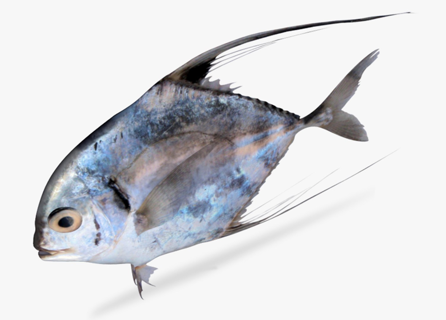 3d African Pompano