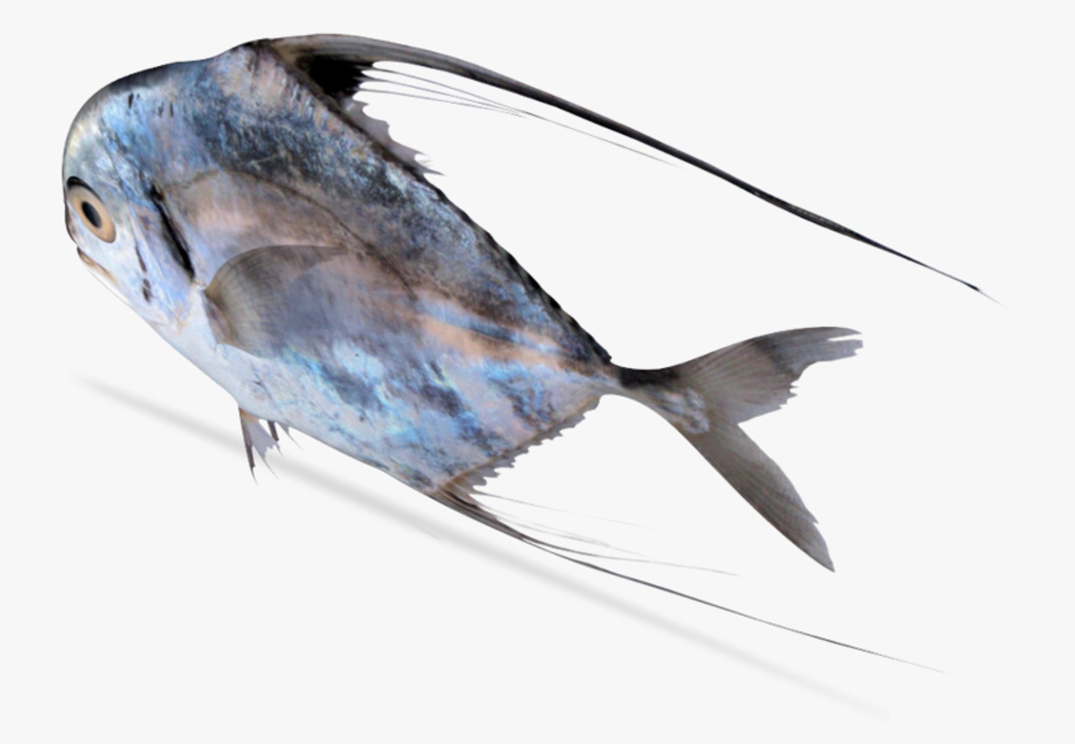 3d African Pompano