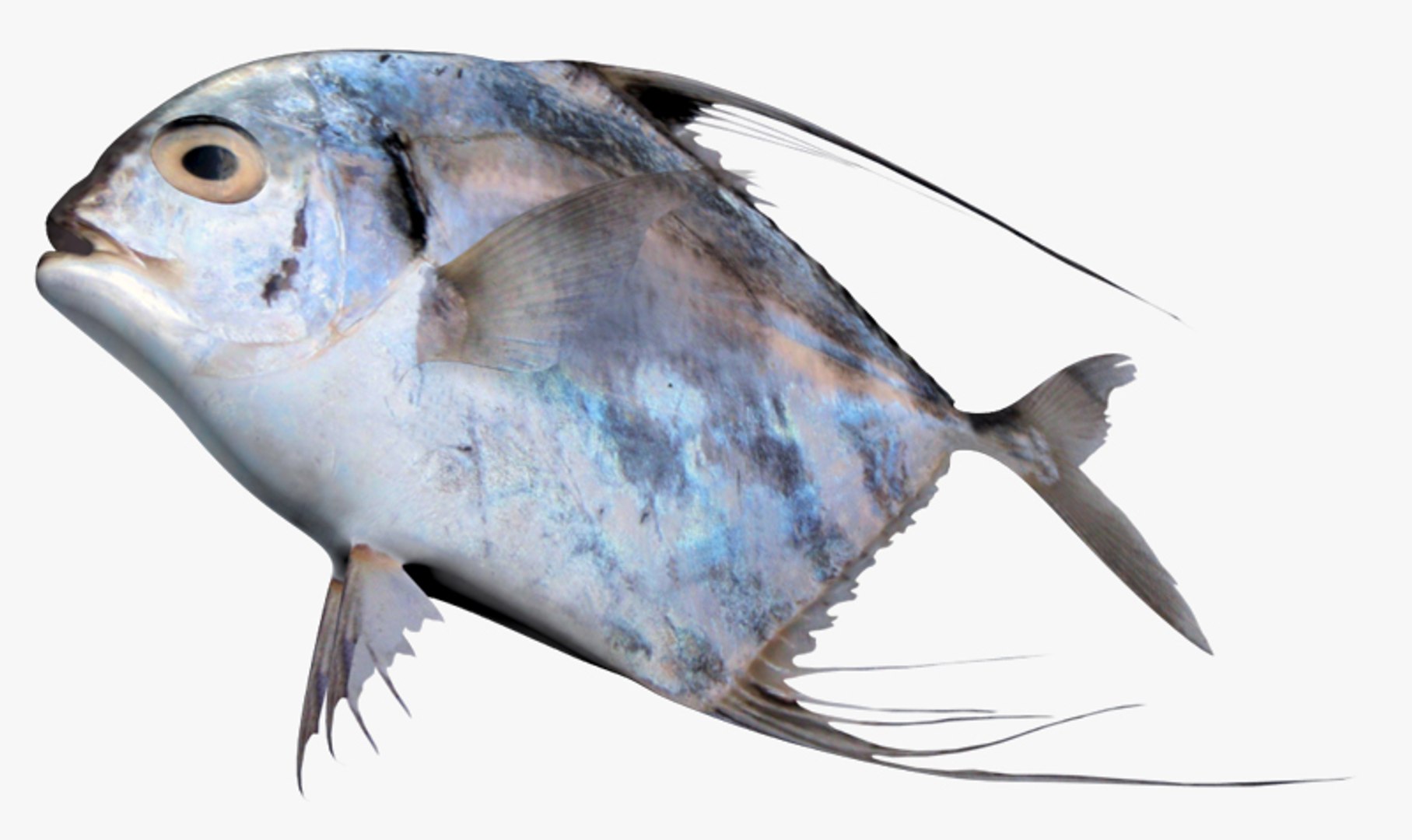 3d African Pompano