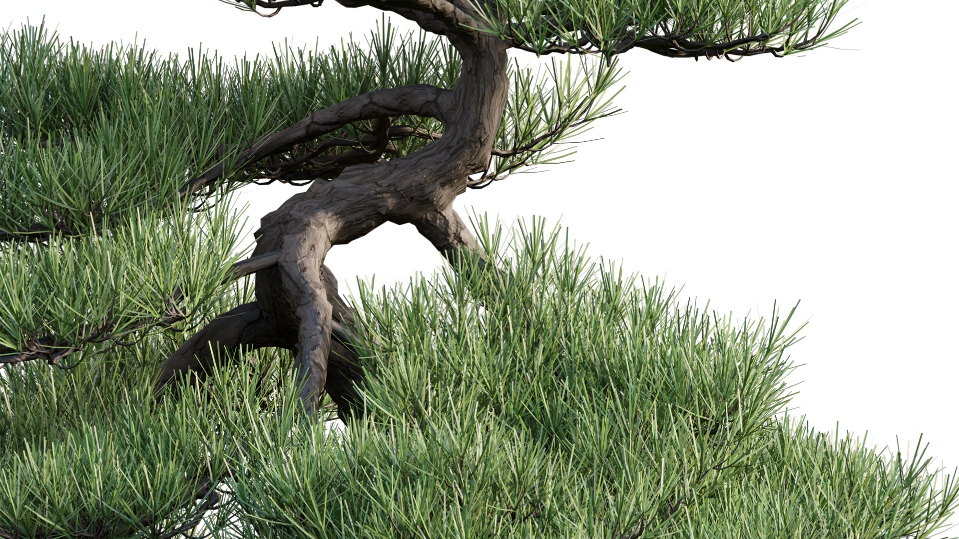 3D Pine Bonsai 02 - TurboSquid 1867018