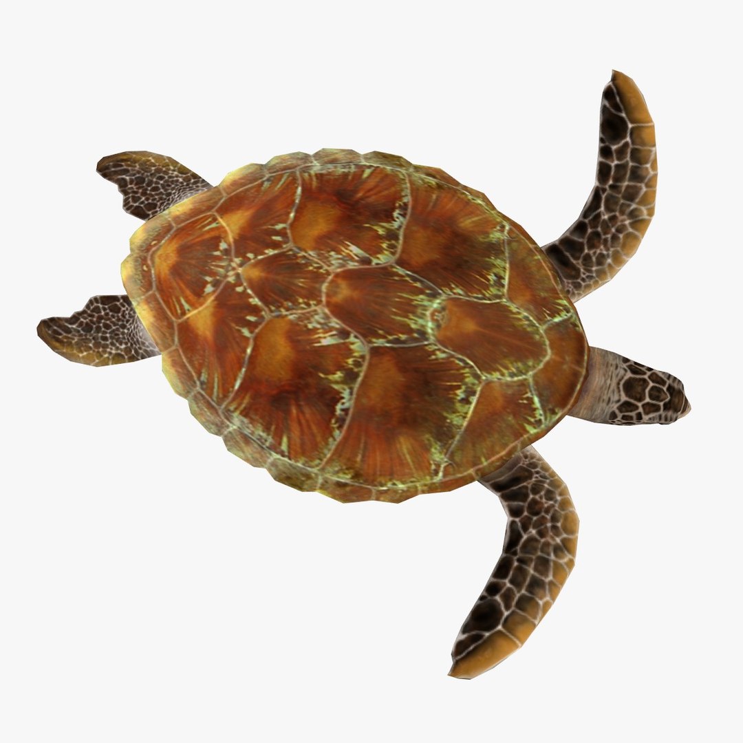 3d Turtle Ready Games