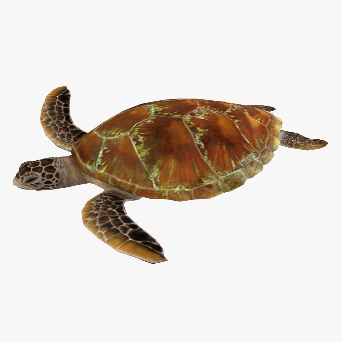 3d turtle ready games