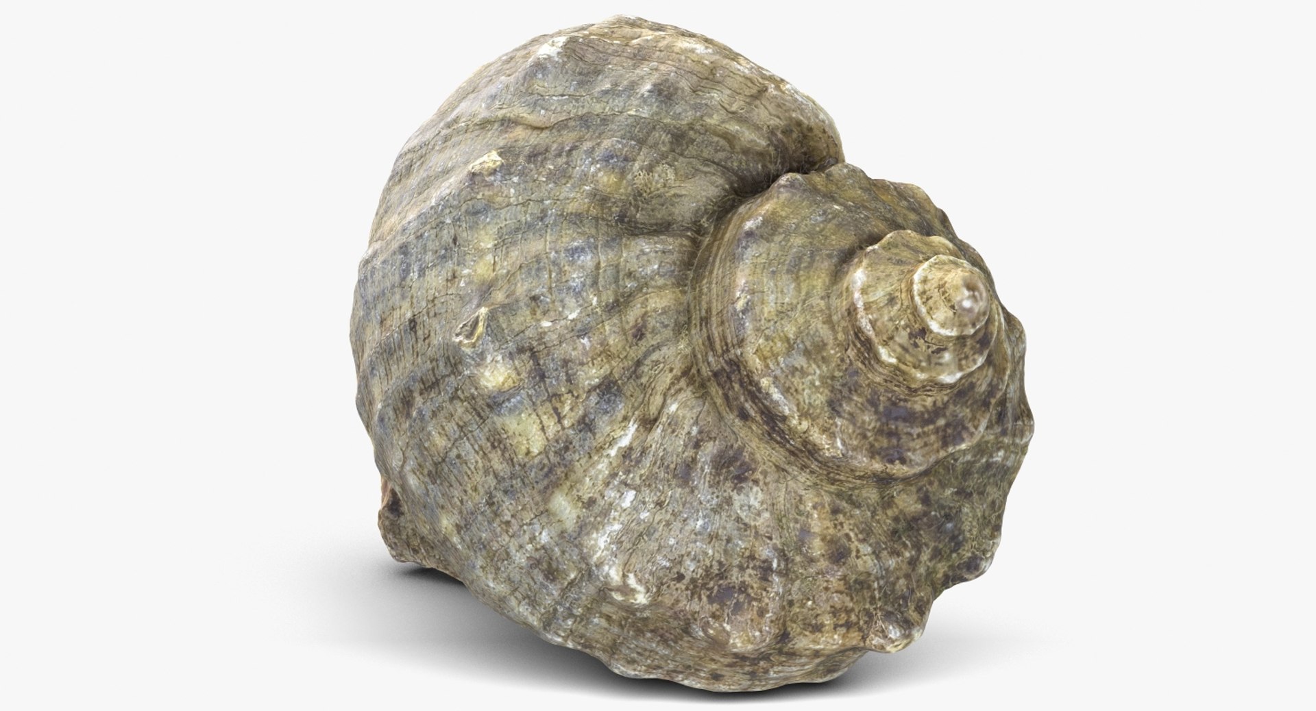 3d Model Rapana Shell