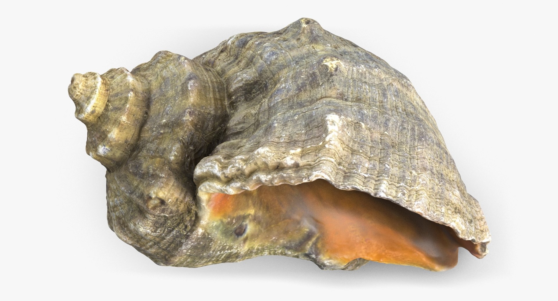 3d Model Rapana Shell