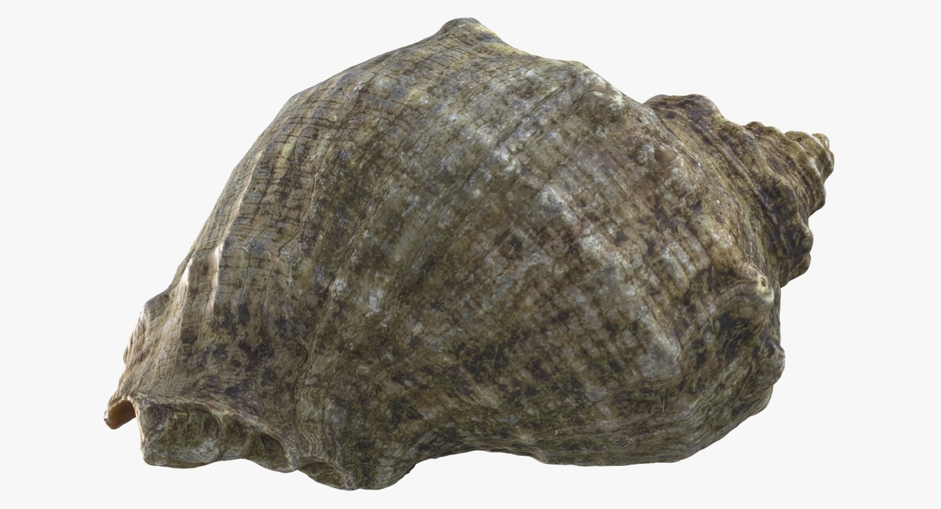 3d Model Rapana Shell