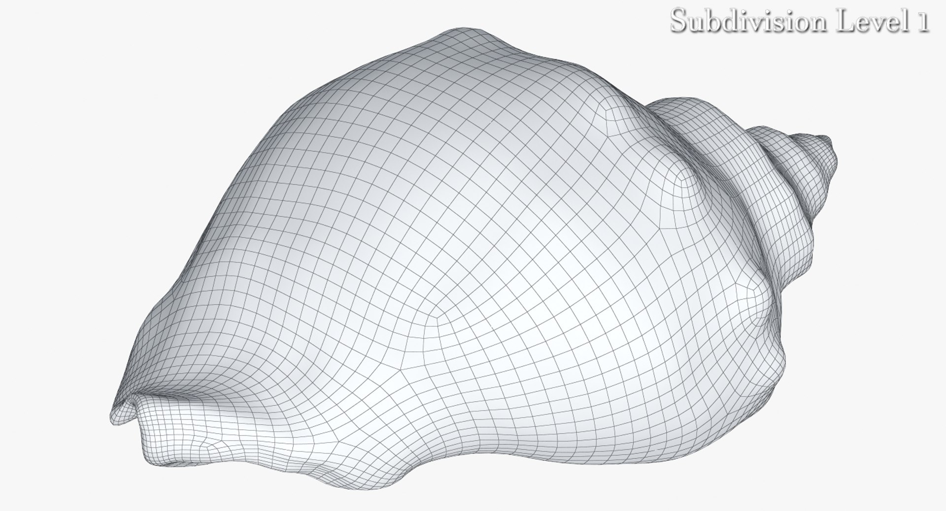 3d model rapana shell