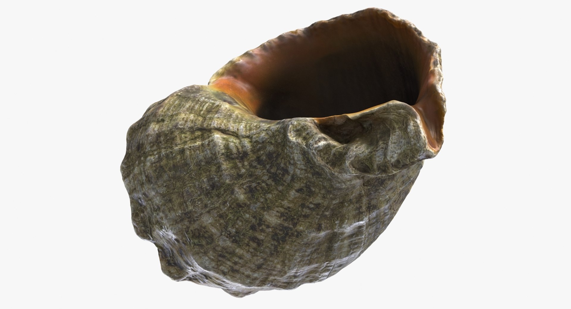 3d Model Rapana Shell