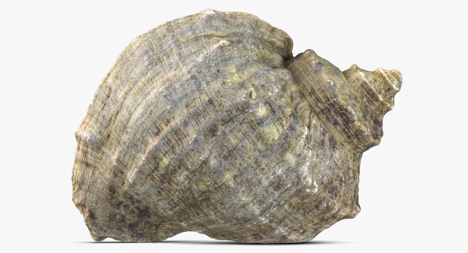 3d Model Rapana Shell