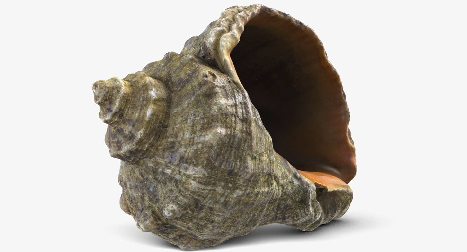 3d Model Rapana Shell