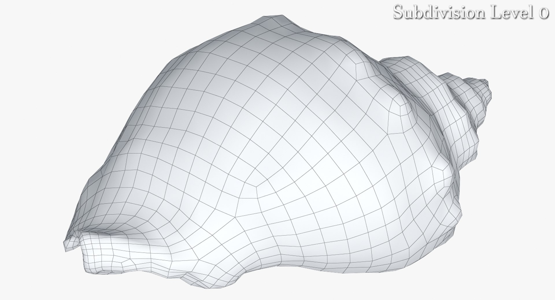 3d model rapana shell