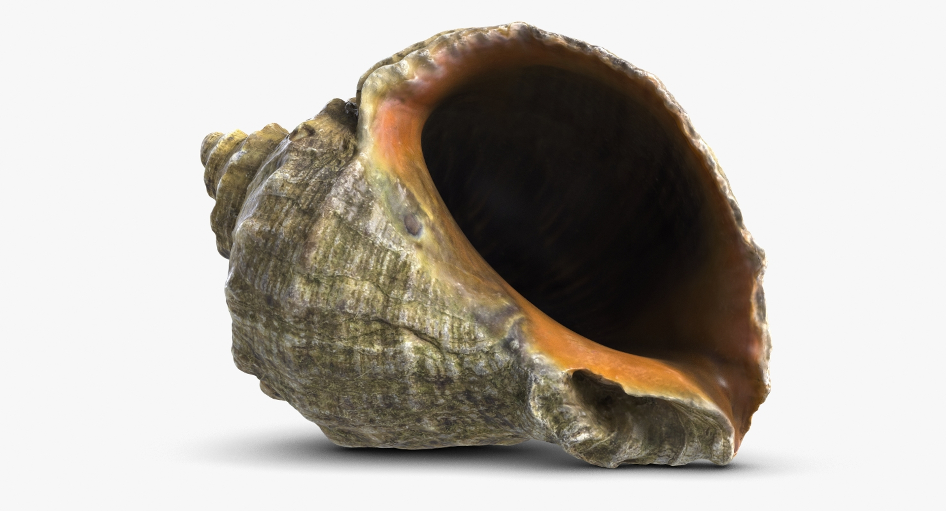 3d Model Rapana Shell