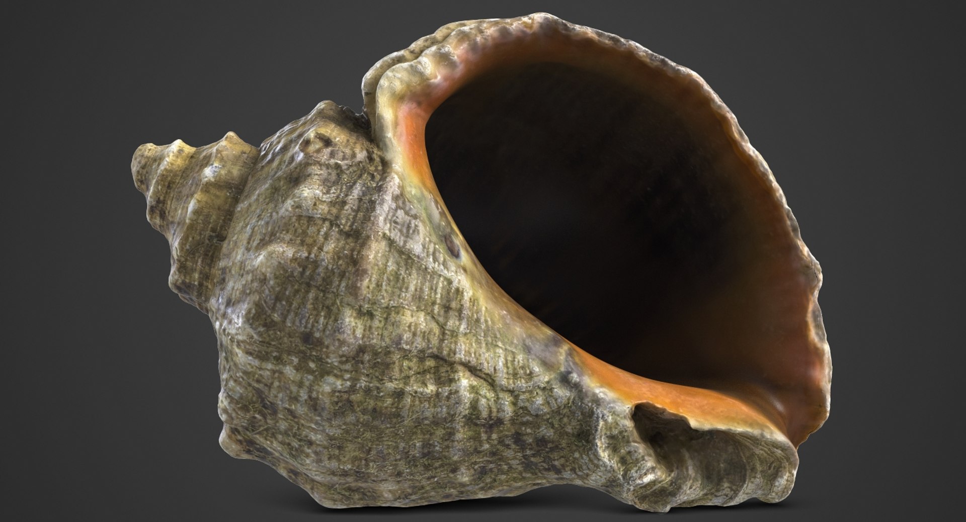 3d model rapana shell