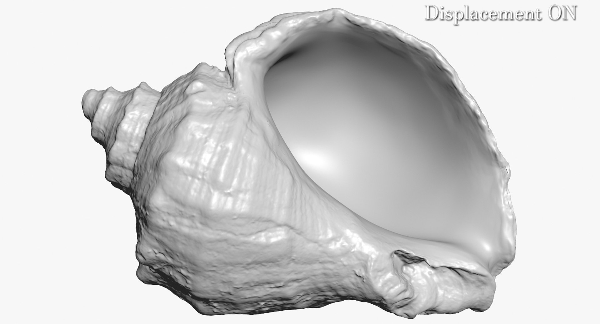 3d model rapana shell