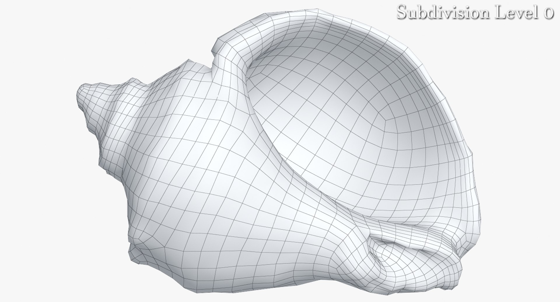 3d model rapana shell