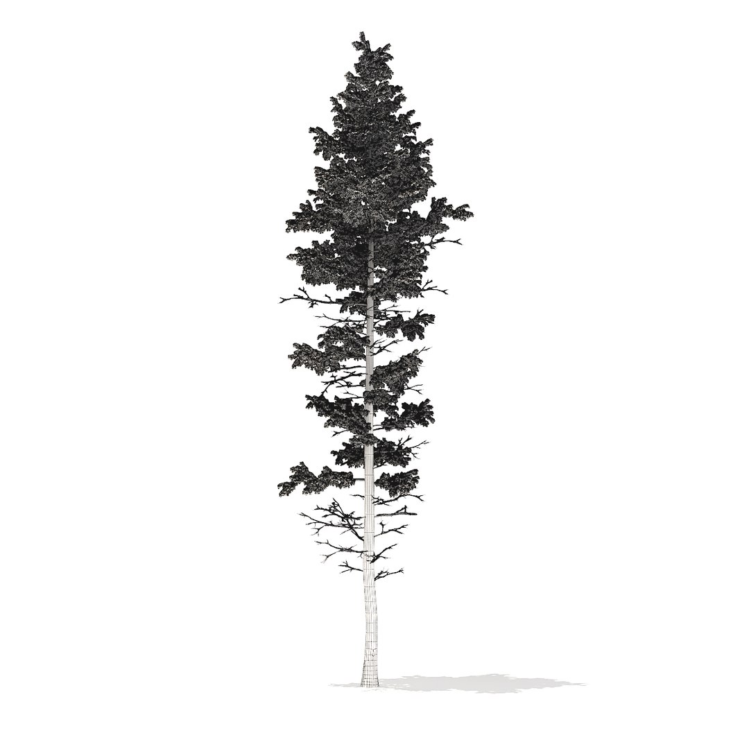 Pine Tree Snow 25m 3D Model - TurboSquid 1273823