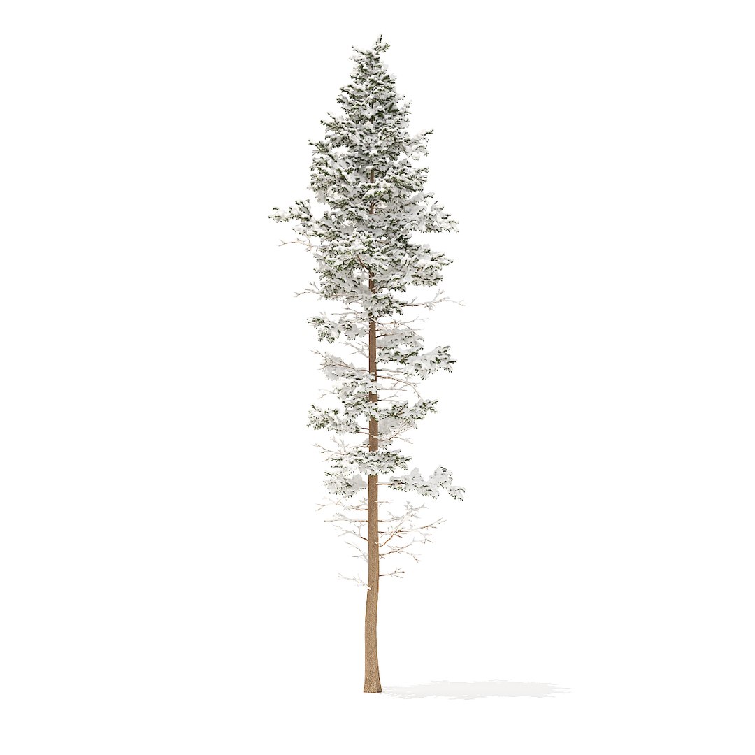 Pine Tree Snow 25m 3D Model - TurboSquid 1273823