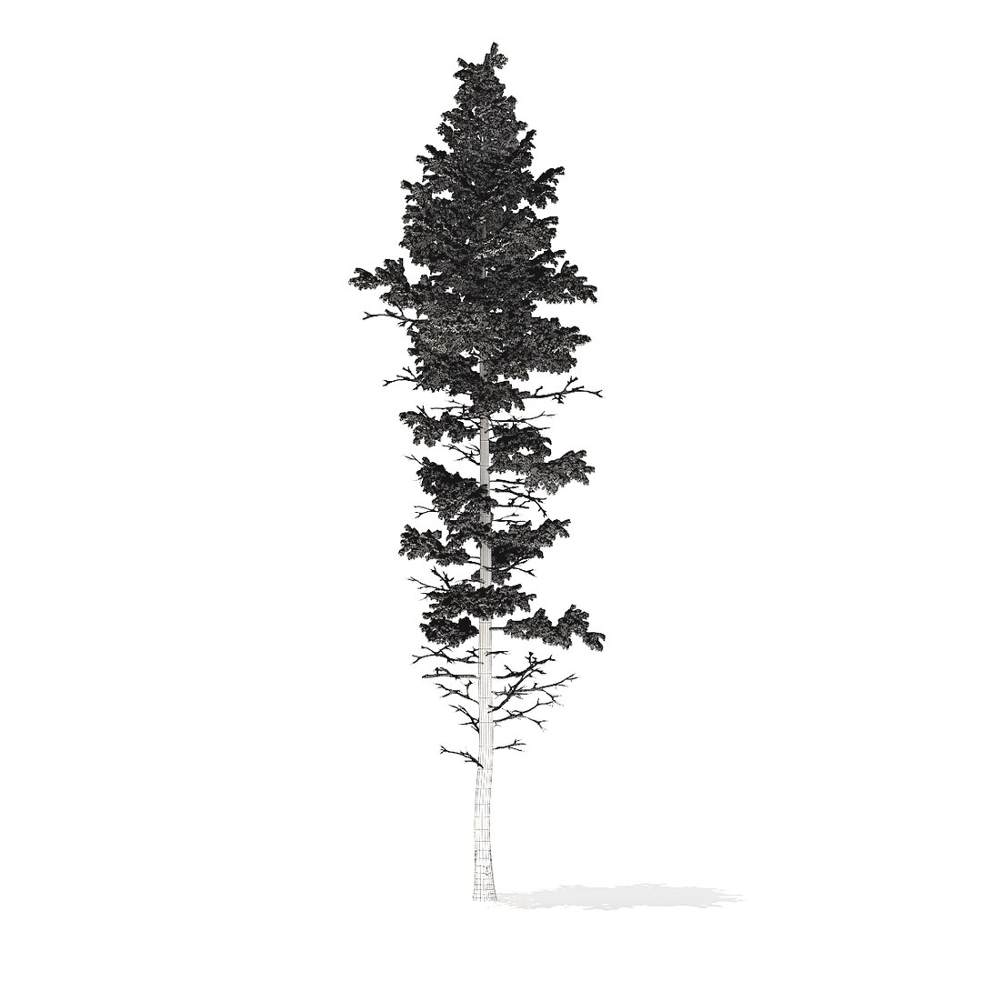 Pine Tree Snow 25m 3D Model - TurboSquid 1273823