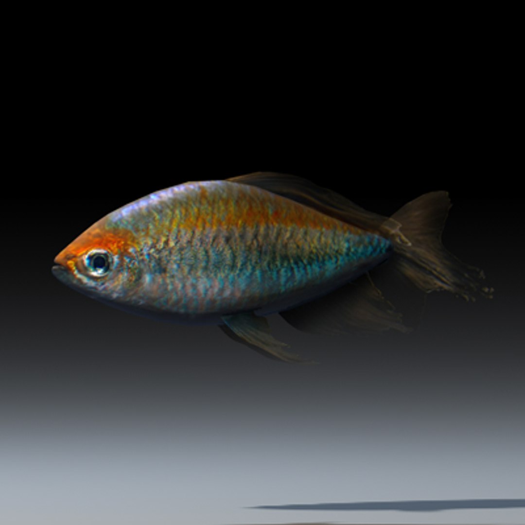 aquarium fish starfish 3ds