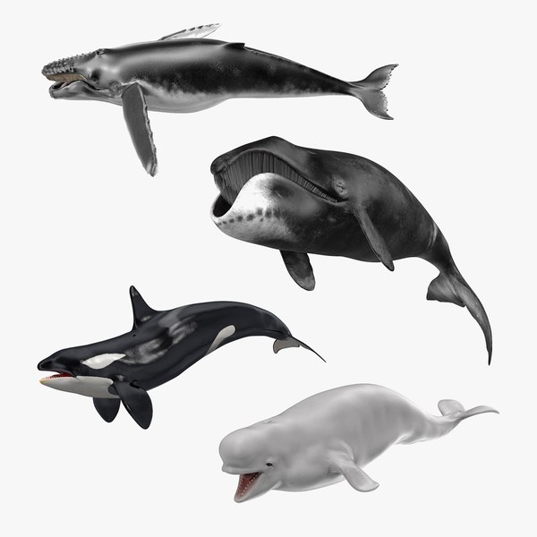 Free 3D Whale Models | TurboSquid